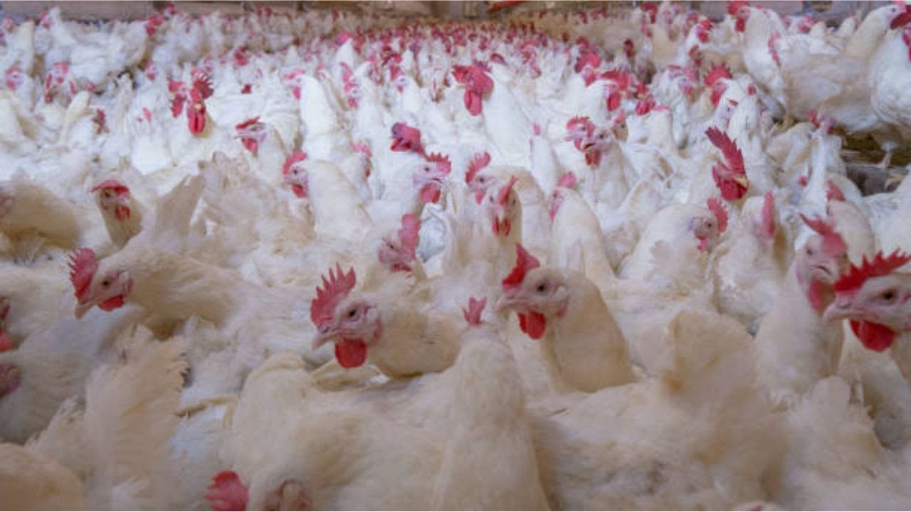 Rural poultry farming | Chicken farm 12 - YouTube