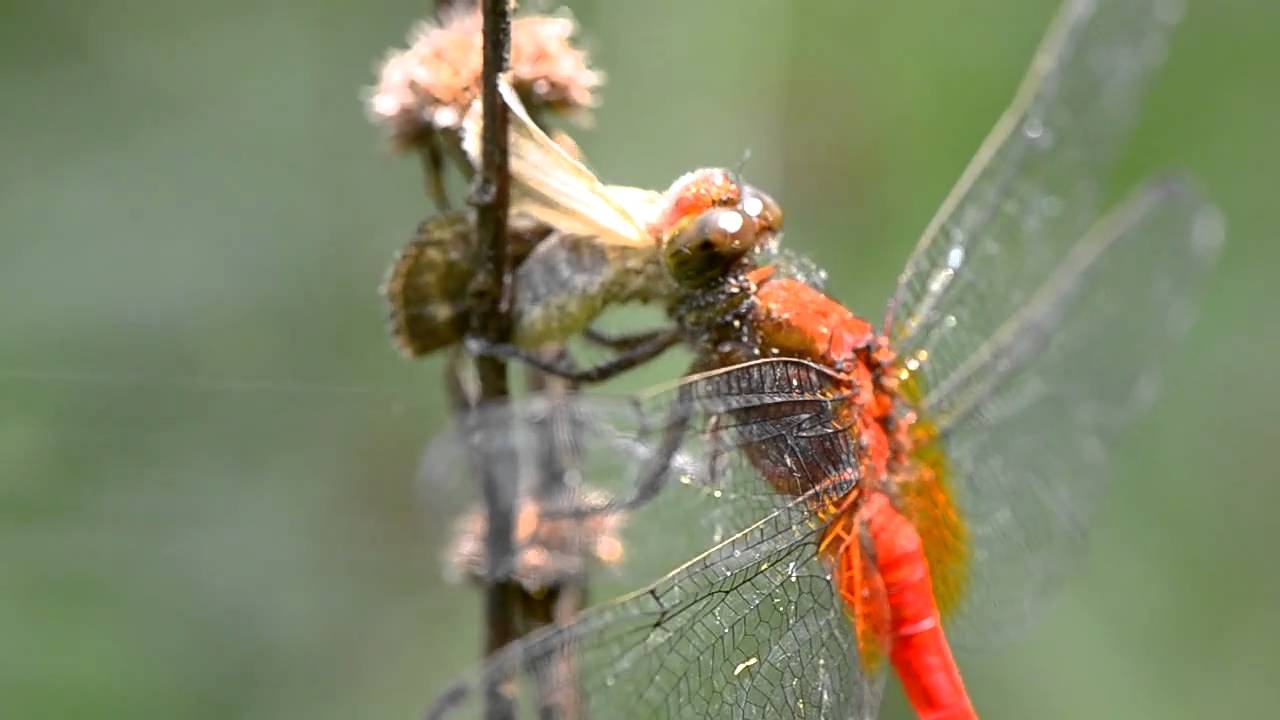 Life In HD : Pepatung Tengah Lunch - YouTube