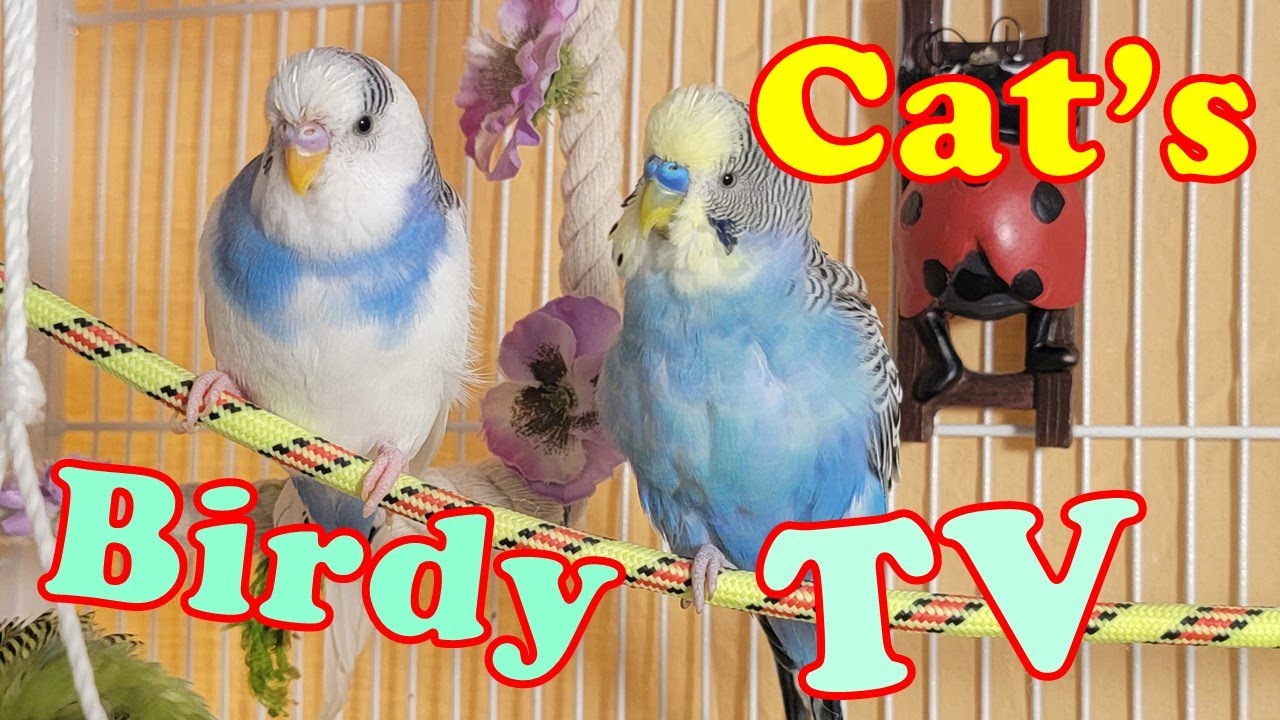 11 Hr Cat Jessica Watching Birds TV : Cat's Bird TV Videos, Keep Cats ...