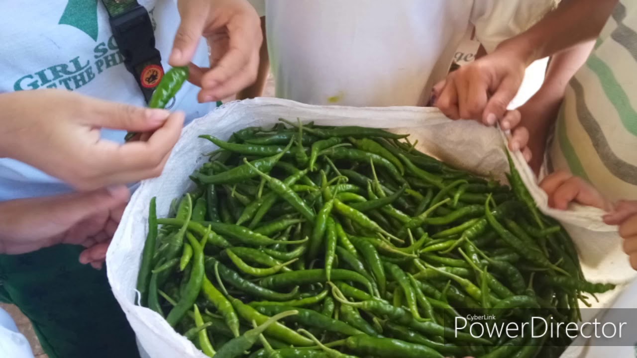 How to grow sili sinigang?? Here are some tips for growing a sili ...