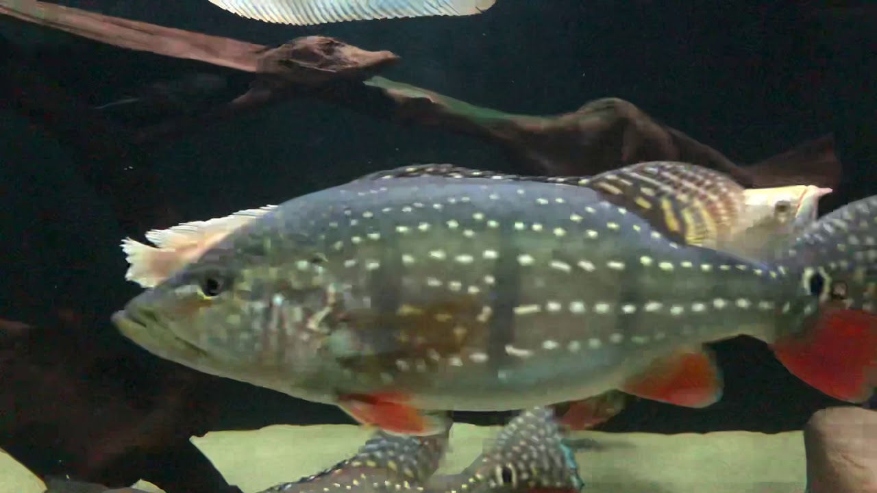 Temensis- from 5cm to 45cm in 8 months - YouTube