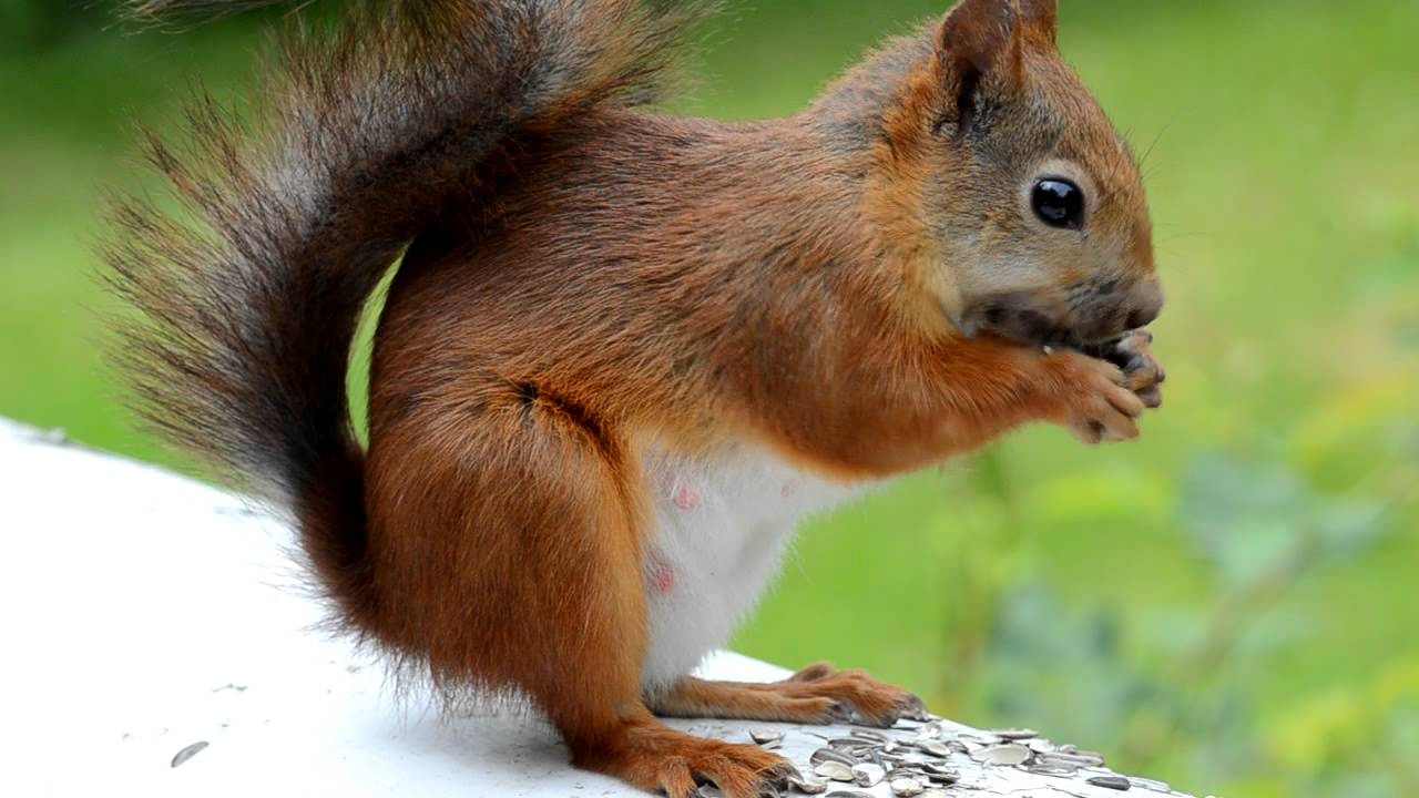 Norwegian red squirrel and sunfllower seeds - YouTube