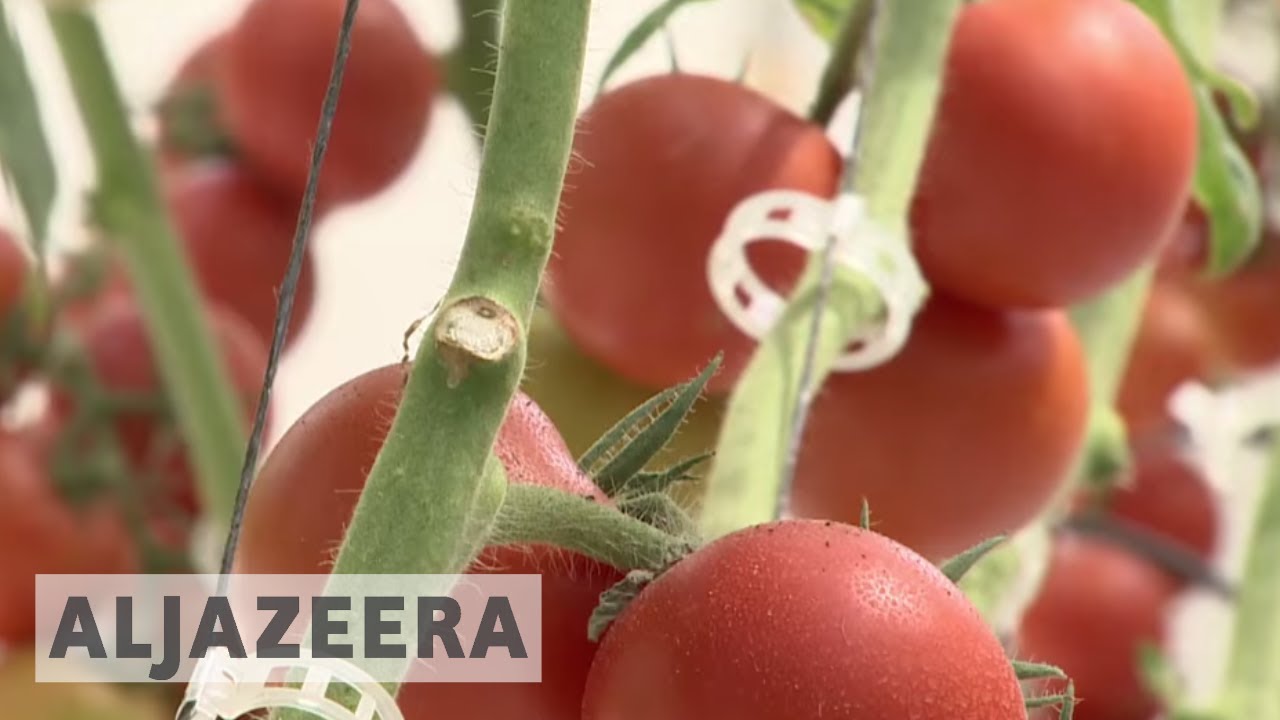 🇶🇦 Qatari farmers trying to find new ways to increase production - YouTube