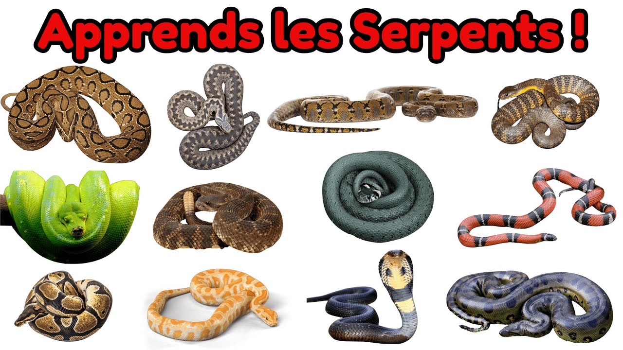 Serpents🐍du Monde🌍| Noms en Français & English Names | Vidéo éducative ...
