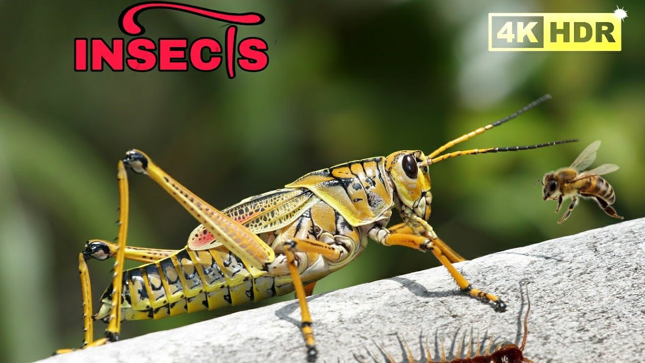 Observing Insects/ - YouTube