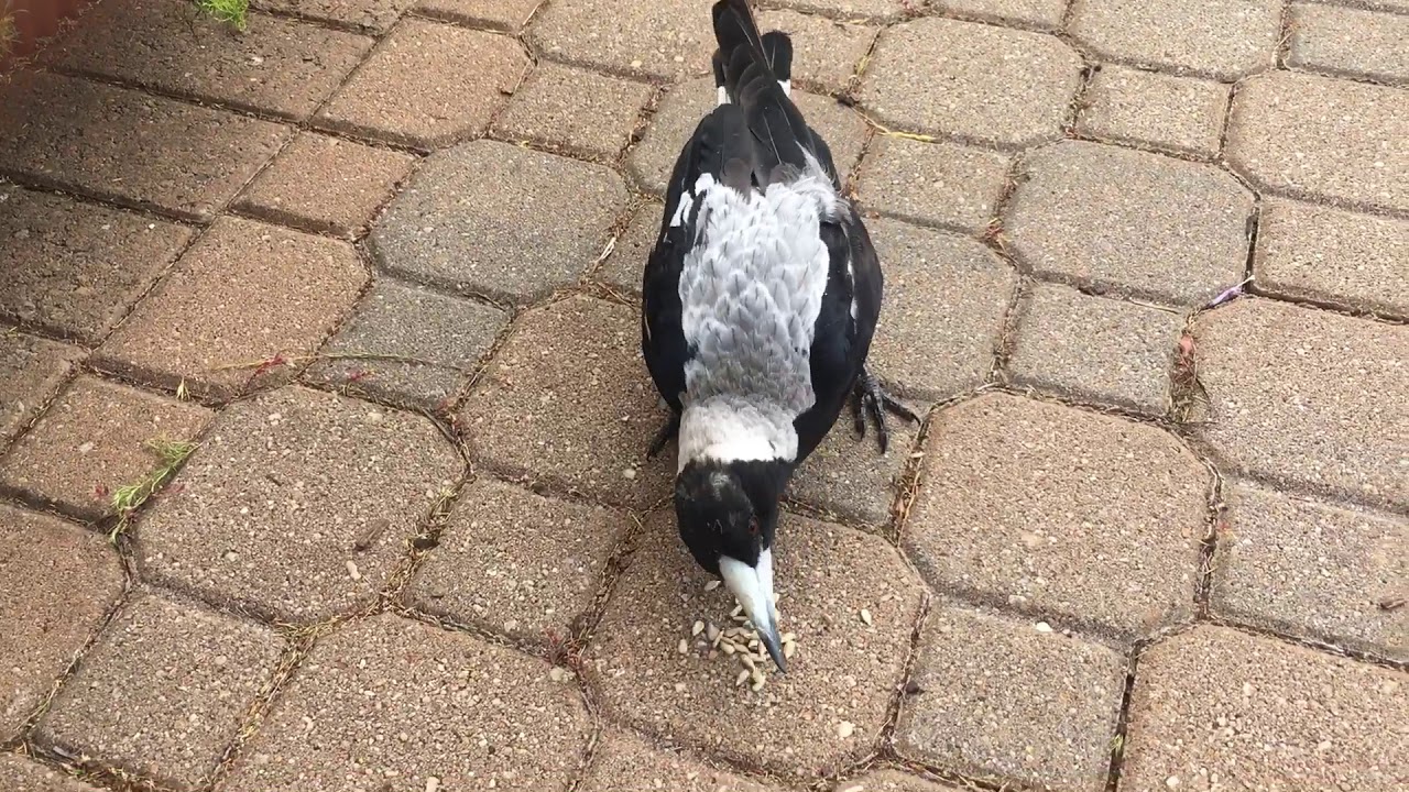 Injured magpie has been working the neighborhood - YouTube