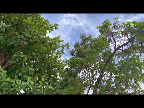Mamangal Beach Resort | Virac Catanduanes - YouTube