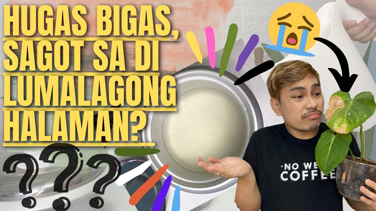 PAANO GAMITIN ANG HUGAS BIGAS (RICE WATER) BILANG MABISANG PATABA SA ...