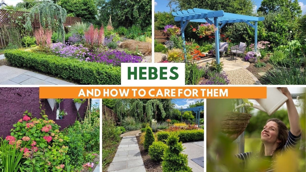 Hebes and How to Care for Them - YouTube