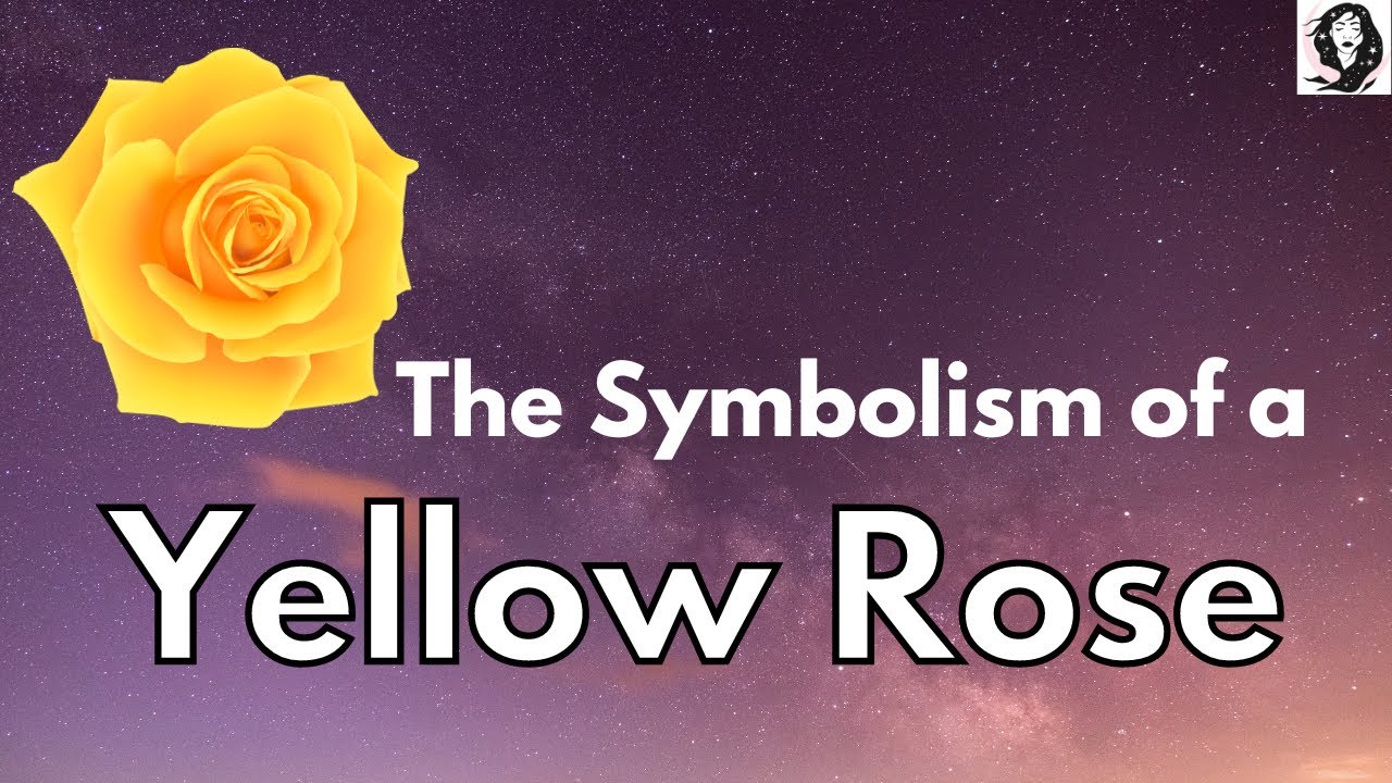 Symbolism of a Yellow Rose - Rose Color Meanings - YouTube