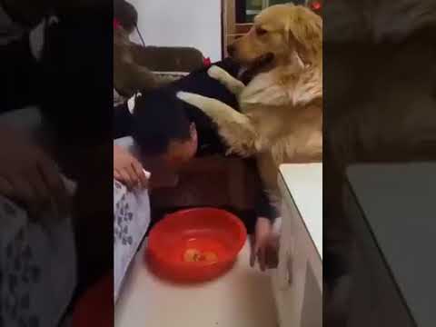 ZİL ZURNA SARHOŞ GELEN SAHİBİNE HİZMET EDEN HARİKA KÖPEK 🤗😂❤