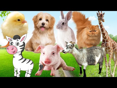 Oynak hayvanlar, bir hayvan bahçesi: inekler, kuşlar, kaplanlar, filler, köpekler, kediler
