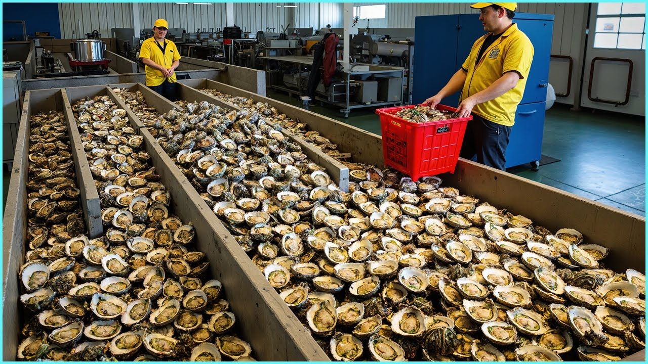 How 110 Tons of Fresh Oysters Are Processed 🦪 | Inside This Amazing ...