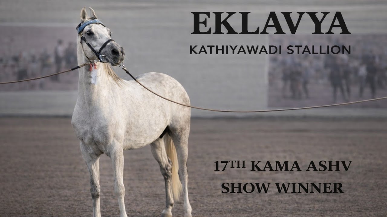 EKLAVYA - PRIDE OF KATHIYAWAD | 17TH KAMA ASHV SHOW WINNER | WANKANER ...