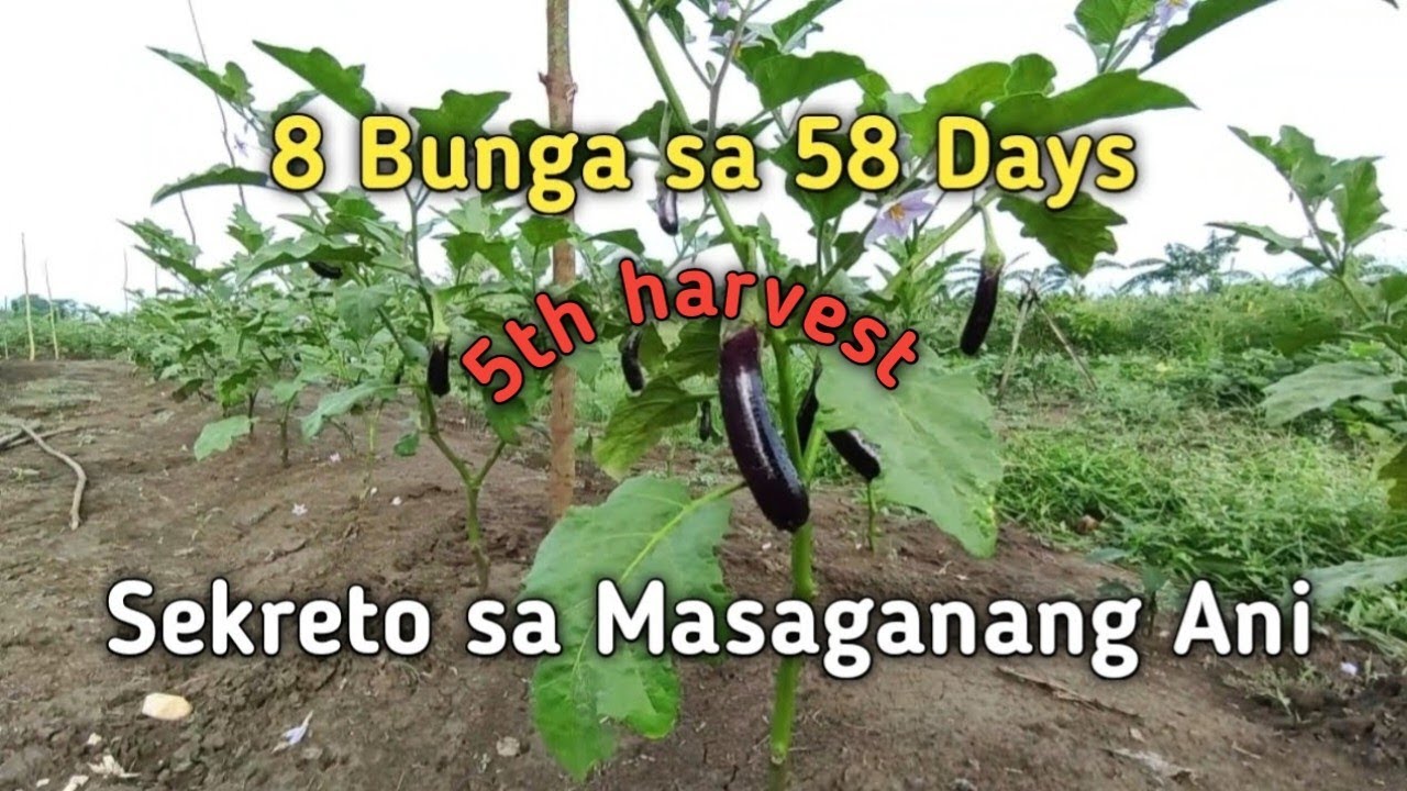 Talong Miracle: 8 Bunga sa 58 Araw! #gardening #eggplant #talong - YouTube