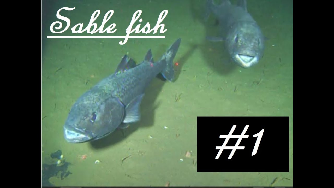 Sablefish - YouTube
