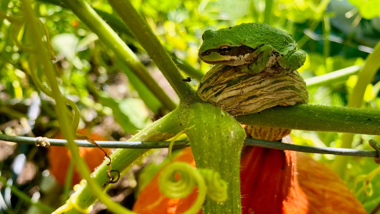 Thanks Giving Harvest~Growing Winter Squash on Hügelkultur Mounds ...