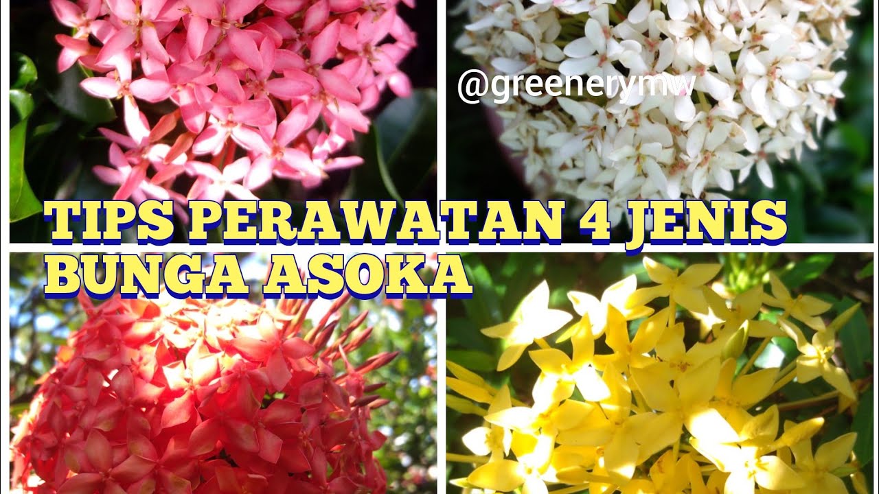 jenis jenis bunga asoka #jenisbungaasoka #tipsperawatanbungaasoka - YouTube