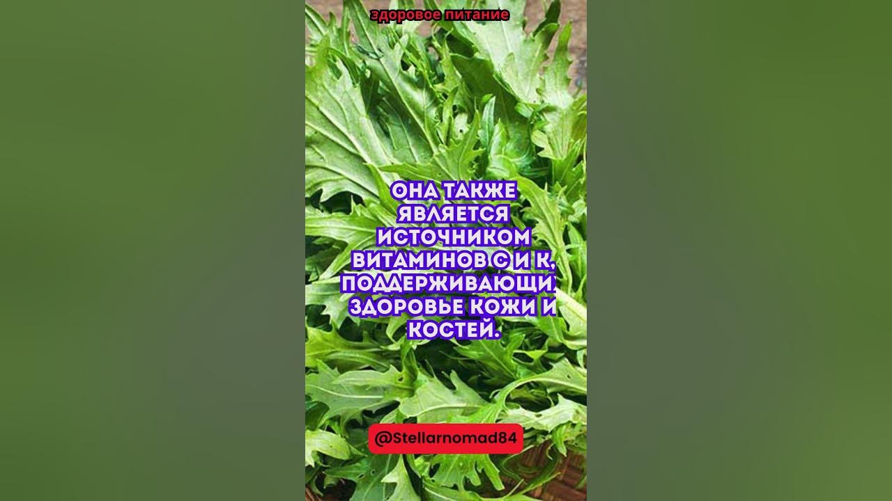 Мизуну японская горчица содержит бета каротин, предшественника витамина ...