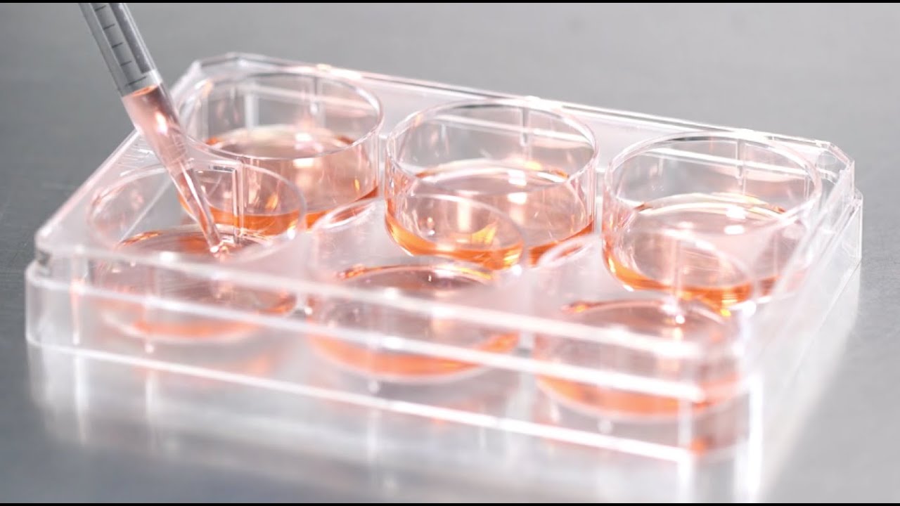 Cell Contamination: What you may be overlooking - YouTube