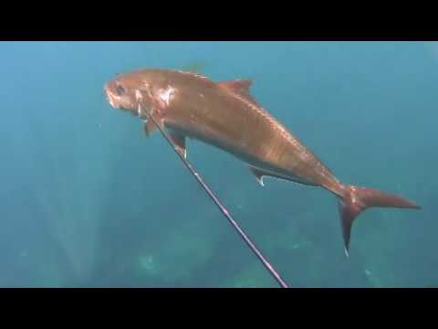Pesca submarina - Sirviola 5.5 kgs - Mallorca - 24/12/19 - YouTube