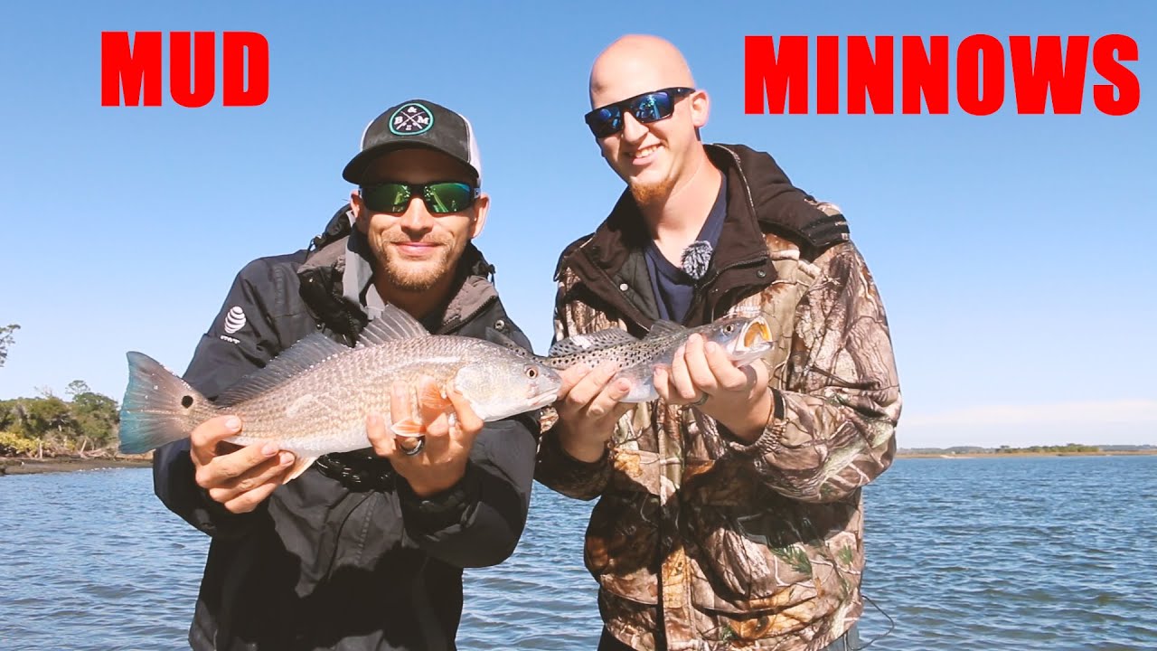 Live Mud Minnows for Crazy Inshore Bite - YouTube