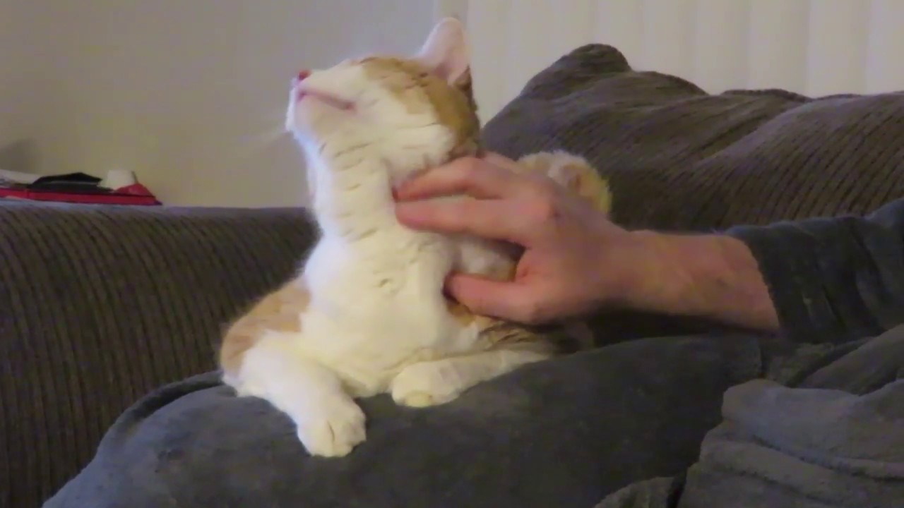 Cat Gets Petted By His Dad - YouTube