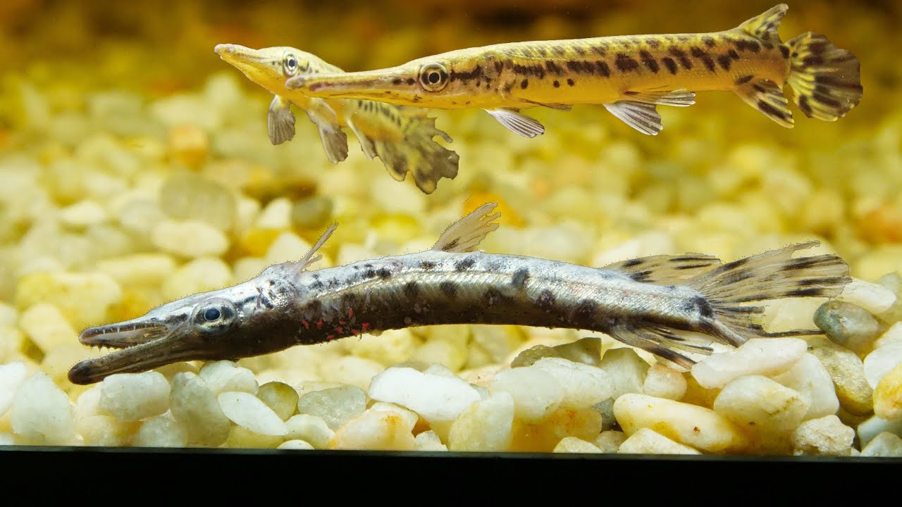 Alligator Gar are Cannibals! - YouTube
