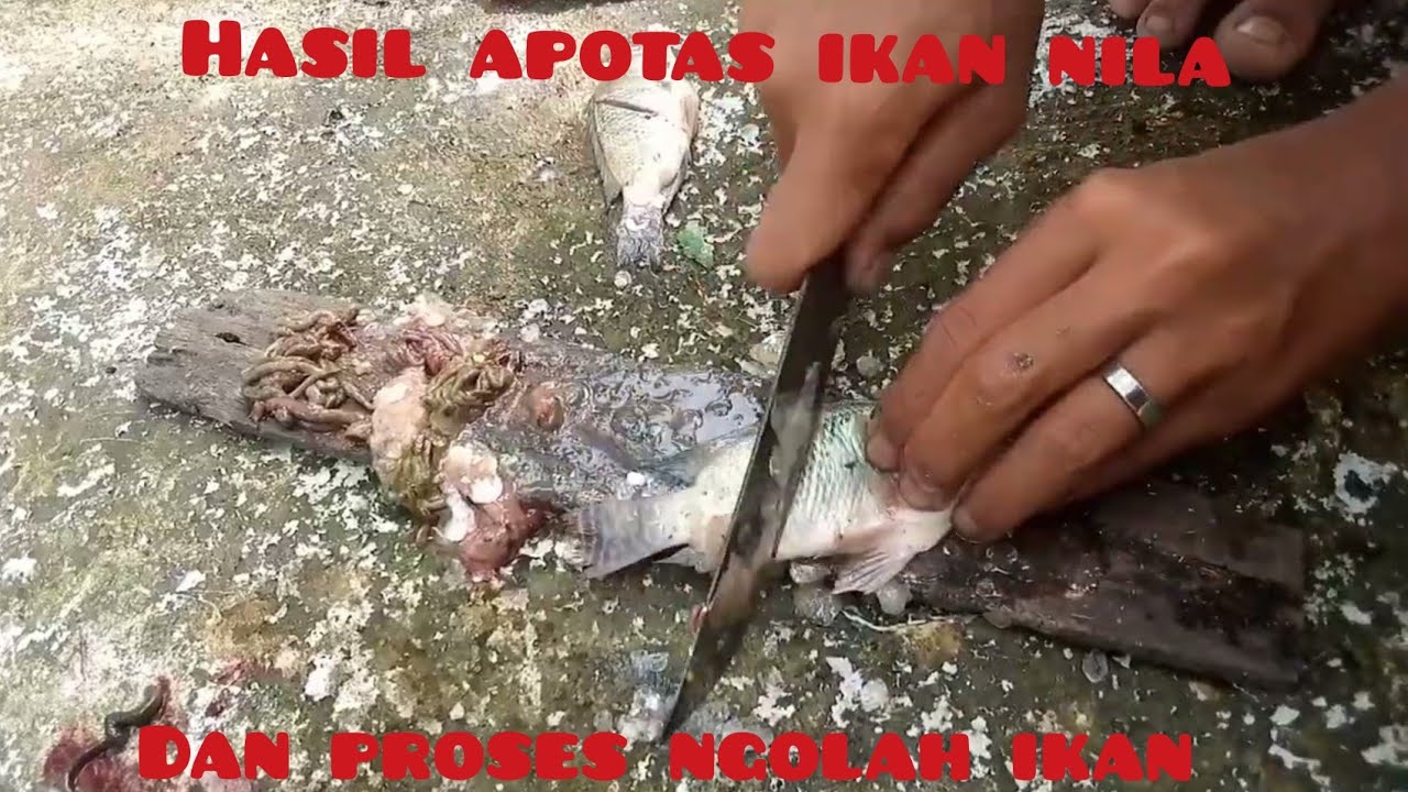hasil apotas ikan nila Babon mantap#ikannila - YouTube