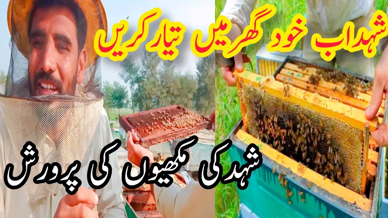 honey bee farming at home vlog | Finding queen | harvesting honey bee master in Pakistan | 2022 ...