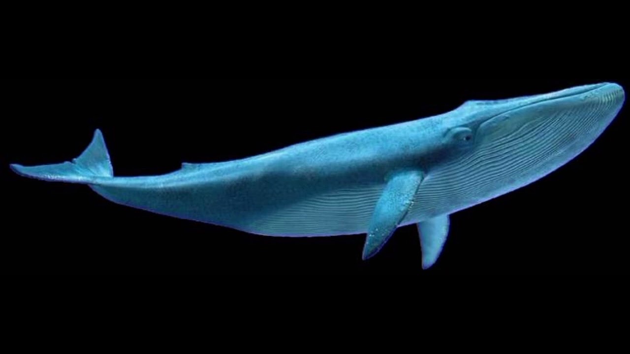 Finding Nemo Whale Sound Effects 🐋🔊 - YouTube