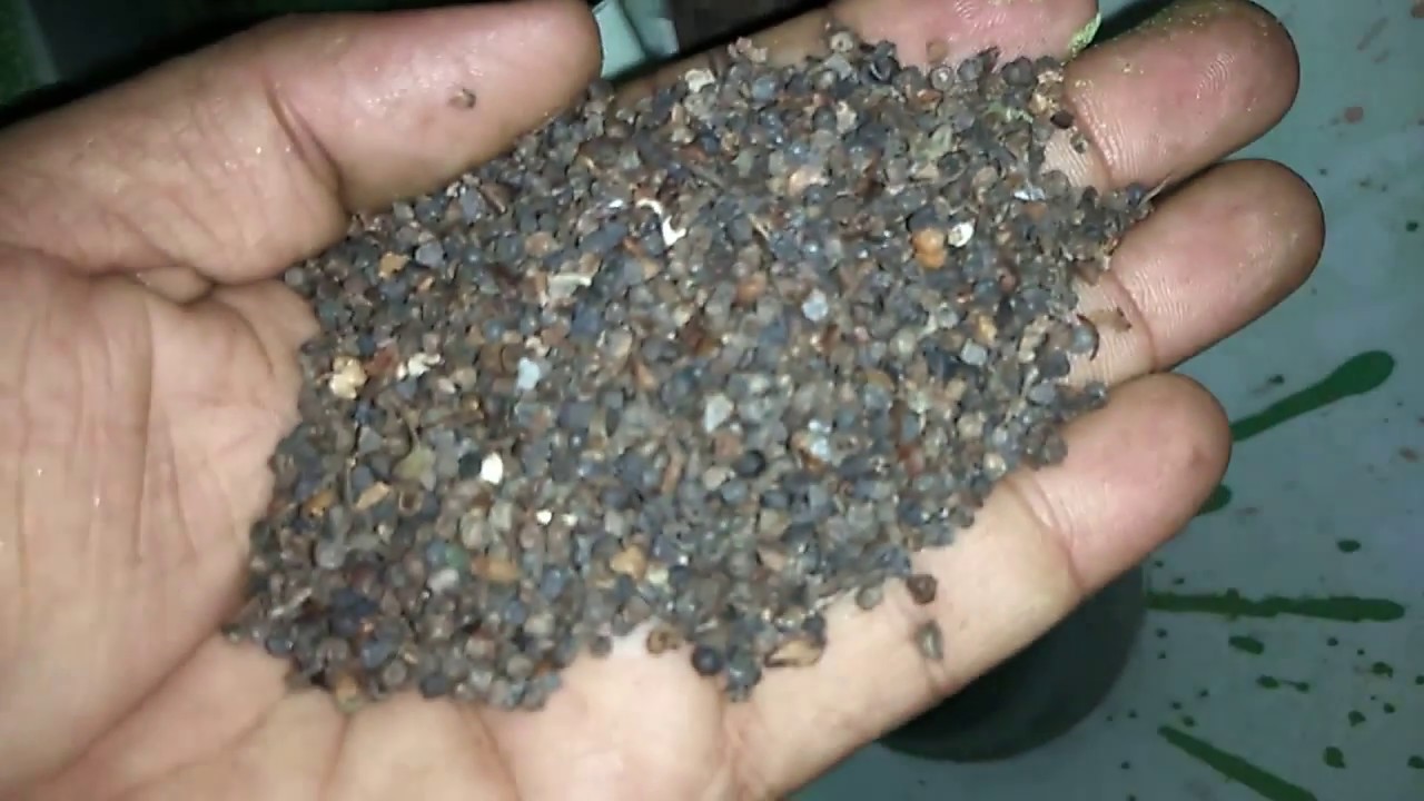 Black Pepper cleaning and Processing Palnt - YouTube