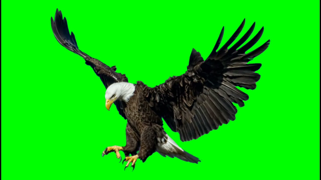 Eagle 🦅 green screen free download - free copyright - YouTube