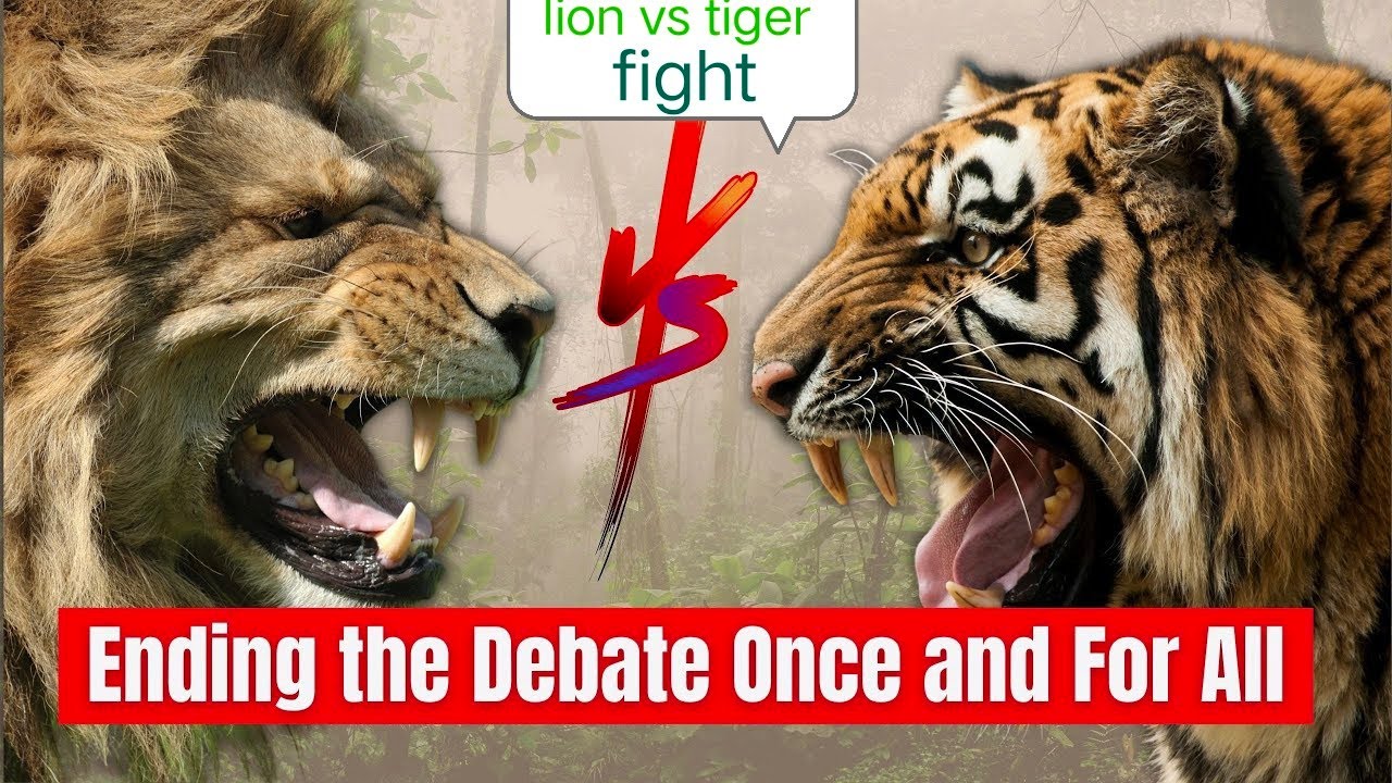 lion vs tiger fight,Sher aur Bagh ki ladai, jungali janvaron ki ladai,# ...