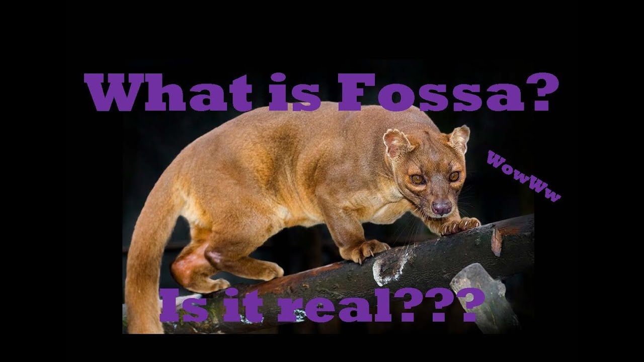 What is Fossa? Is it real??? woW - YouTube