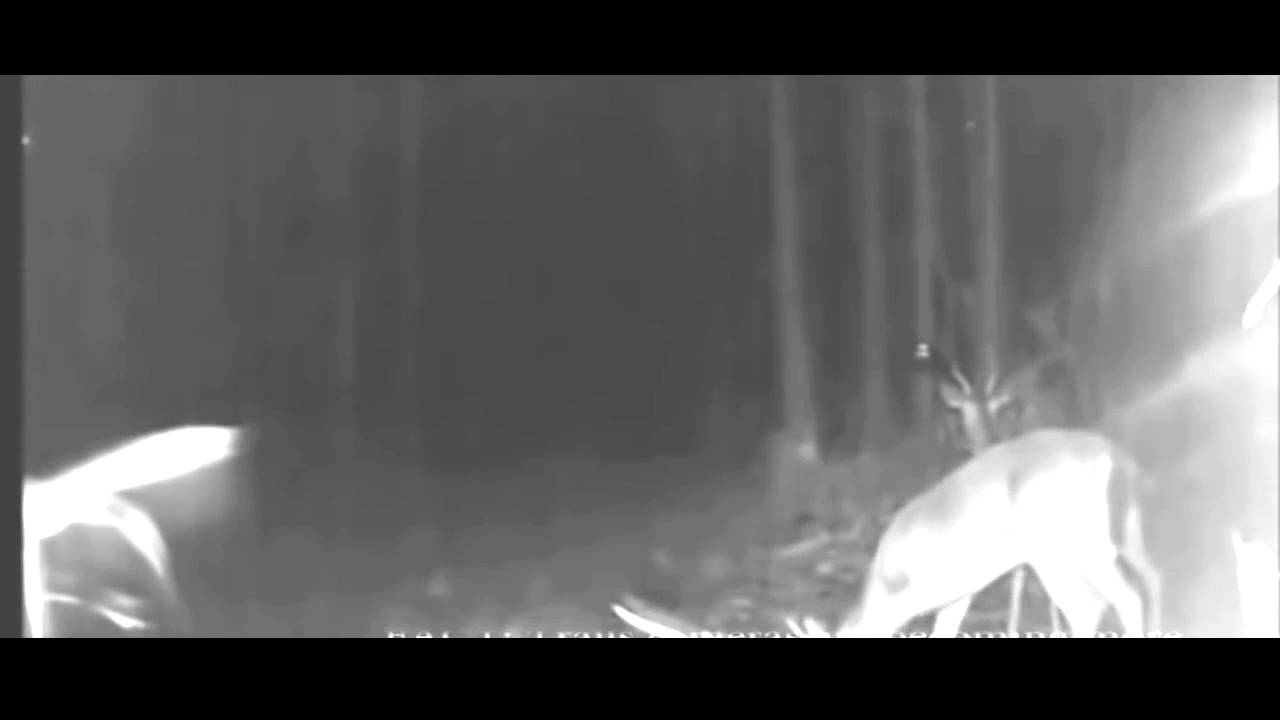 News UFO Sightings 2016 Trail Cam Alien Sightings Light up the Woods ...
