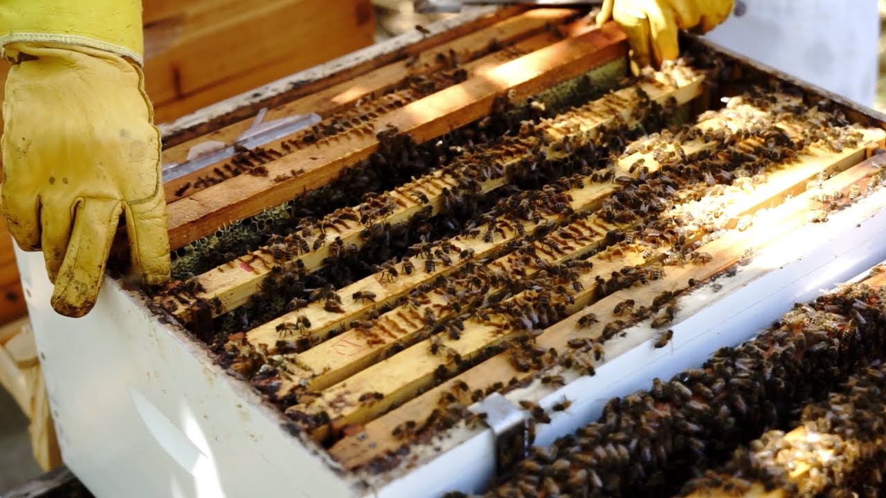 19 Week One with Beehives on 1/4 Hawaii Homestead - YouTube