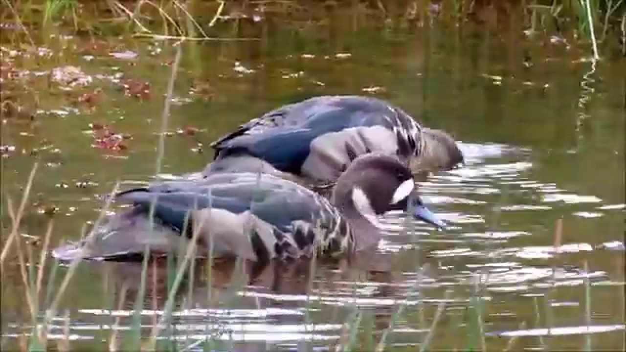 Pato de anteojos (Speculanas specularis ) - YouTube