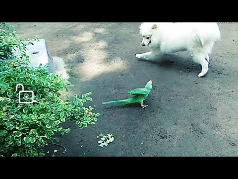 parrot vs dog [2017]🐕//DOG VS PARROT[NEW] - YouTube