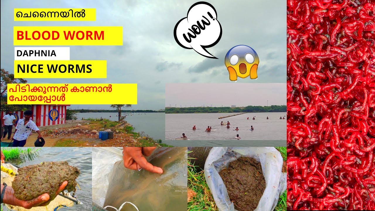 Blood Worm daphnia nice Worms Cultivation Kolathur Tamil blood-worm-daphnia-nice-worms-cultivation-kolathur-tamil