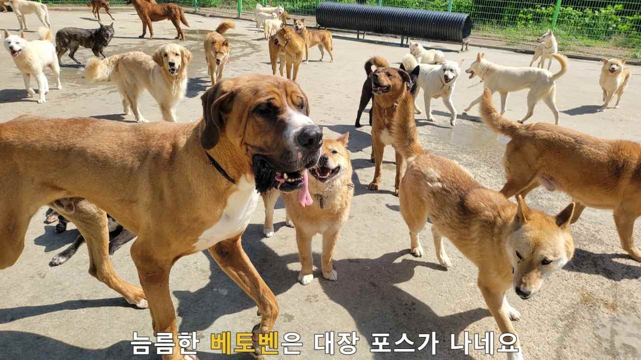 역시 배워야 합니다👍 변화하는 베토벤과 아이들 Youtube