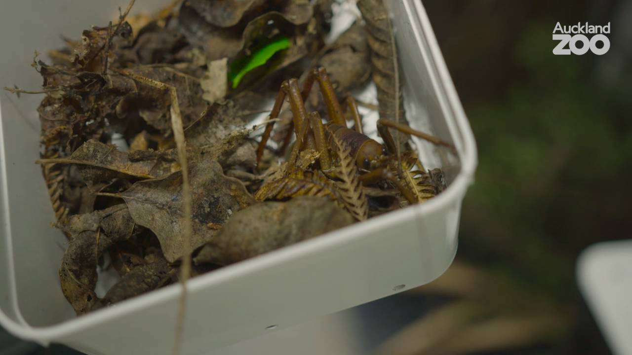 Zoo Tales - Wētā punga workshop - YouTube