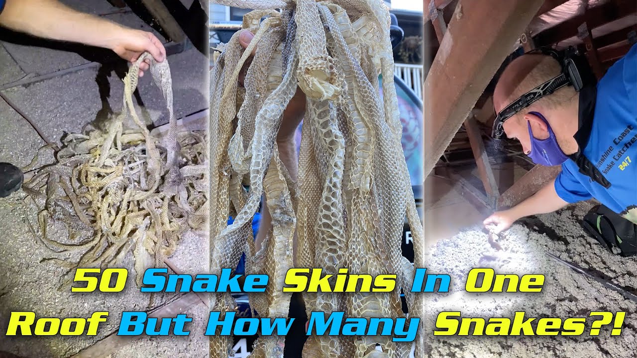 50 Snake Skins In One Roof But How Many Snakes?! - YouTube