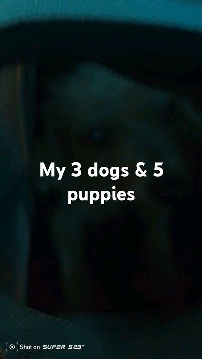 my 3 dogs & 5 puppies....#dogs #puppieshorts #doglover #yorkiepoo #yorkie #toypoodle - YouTube