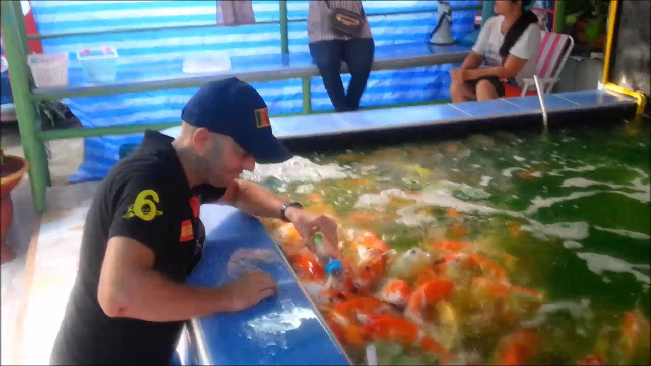 Fish feeding (Tiger Zoo,Sriracha,Thailand) - YouTube
