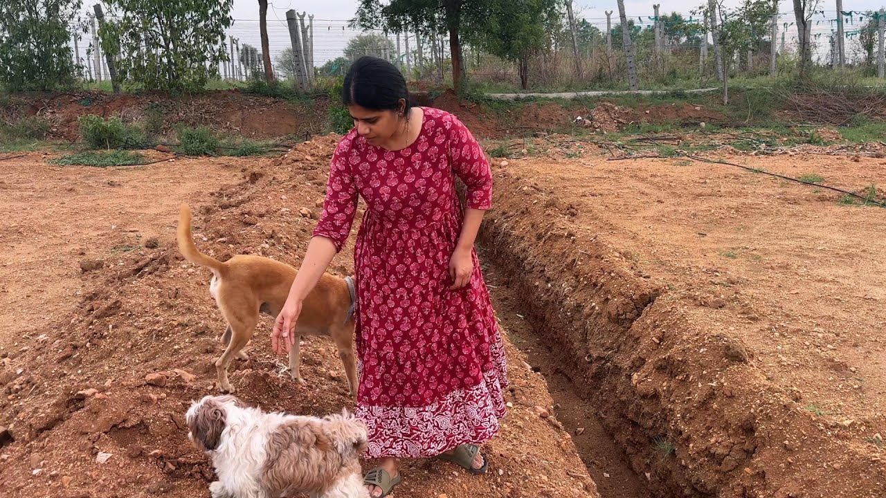 ఈ వారం డ్రిప్ & ఇంకుడు గుంటలు వేయించాము ||A Day at Farm||B Like Bindu ...