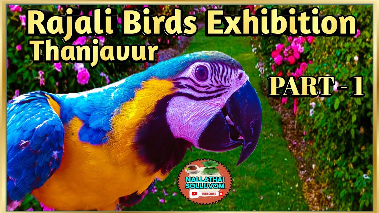 Rajali Birds Exhibition In Thanjavur || தஞ்சை ராஜாளி பறவைகள் பூங்கா ...