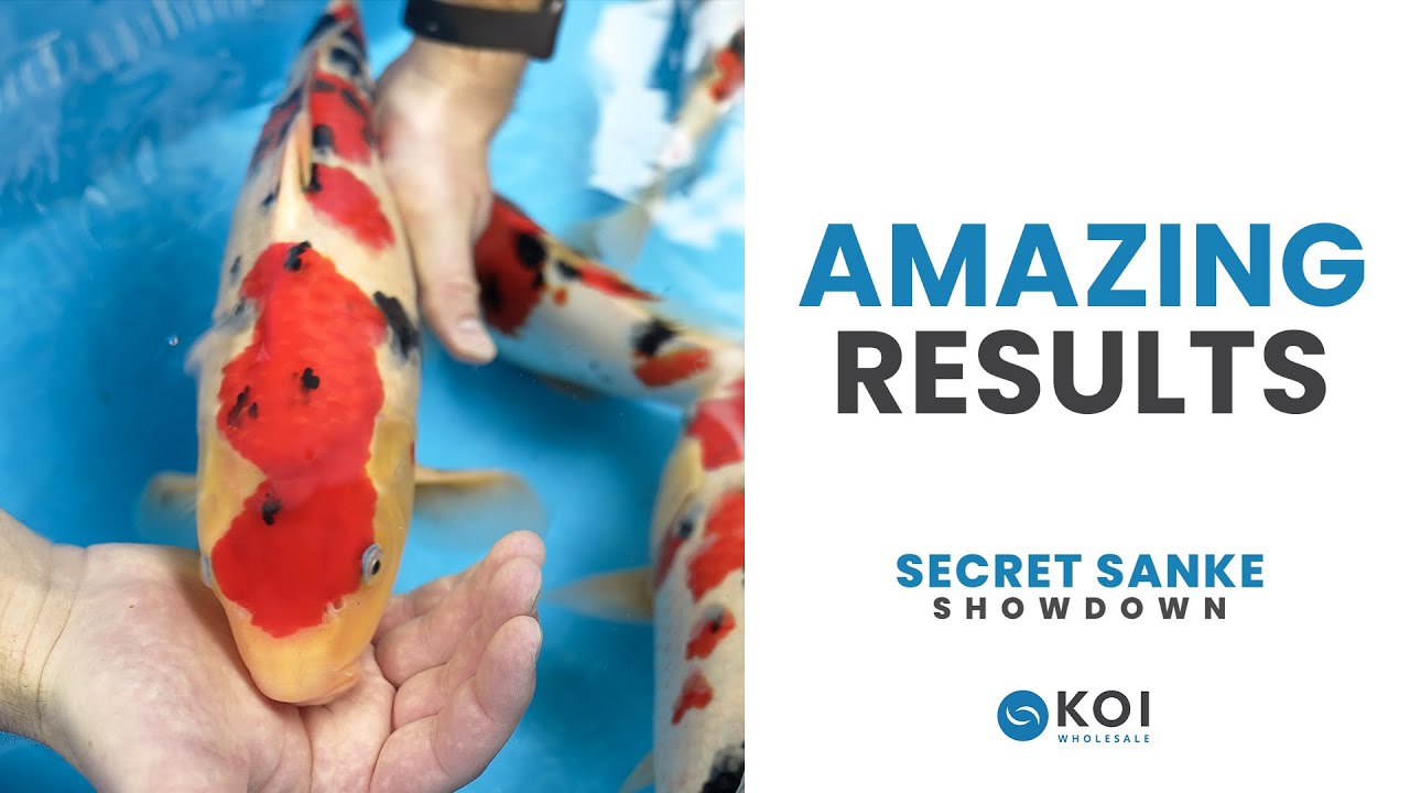 Secret Sanke Grow Out Event | Amazing Results - YouTube