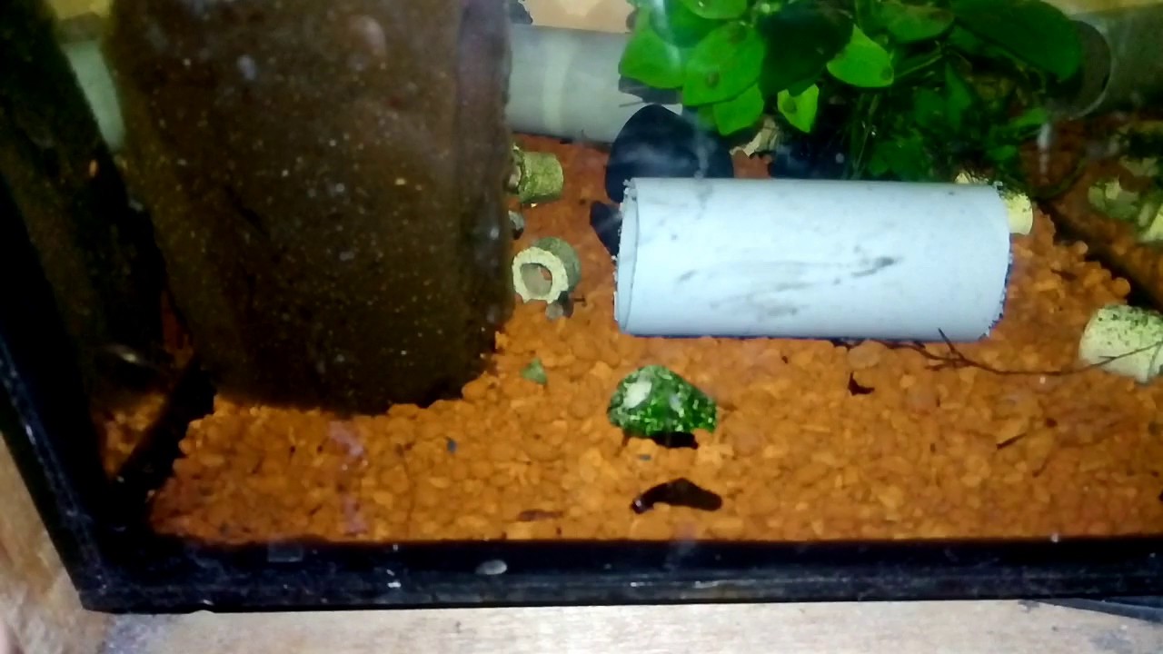 Crias Mini corydoras o cory pigmea - YouTube