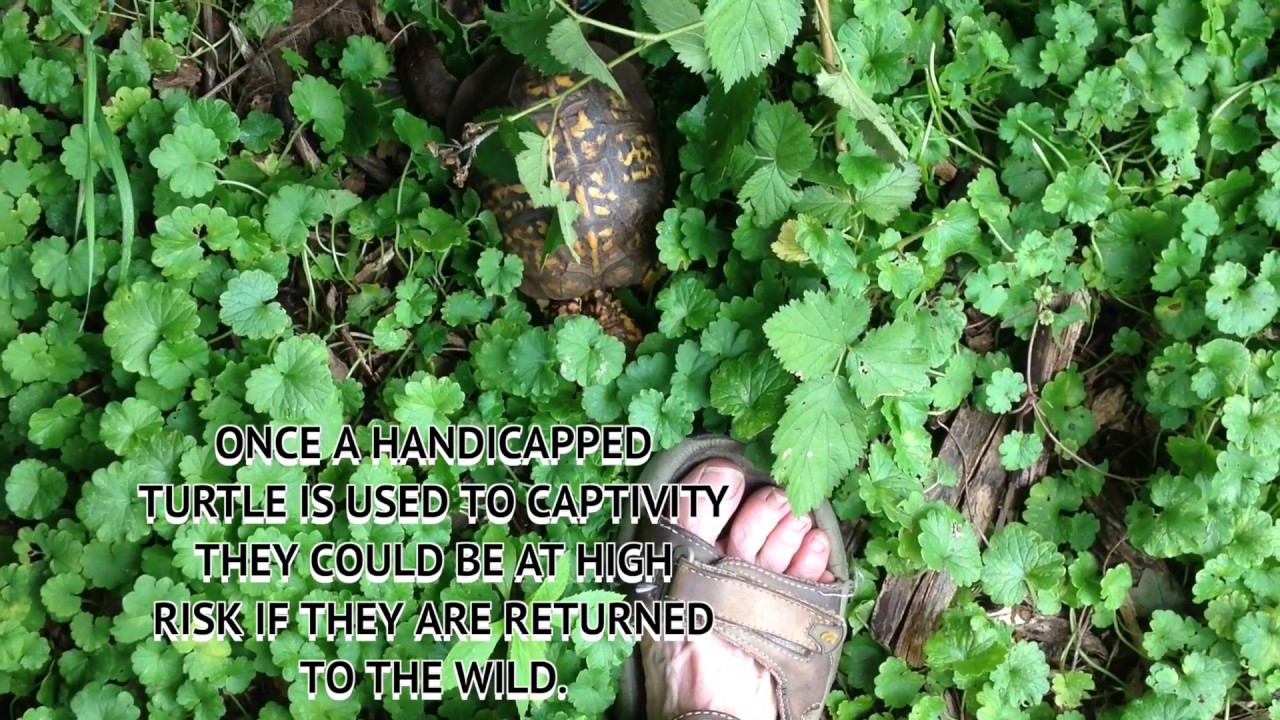 IS SPARKY HAPPY ??? box turtle care - YouTube